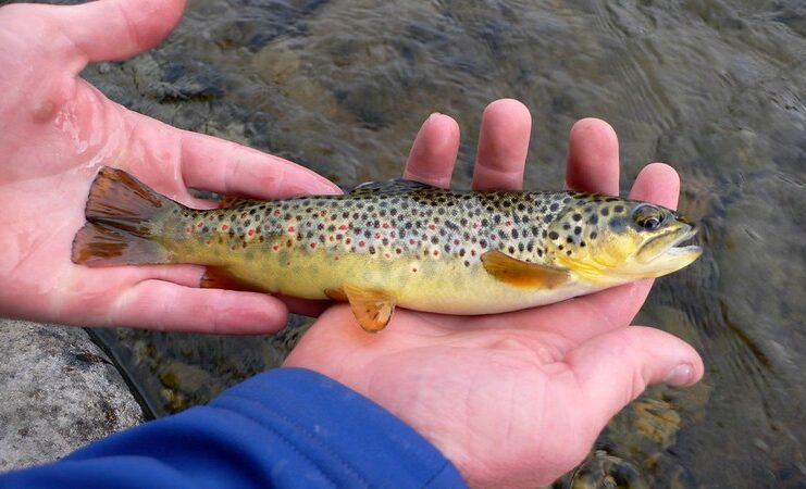 Trucha - Pesca-Chile
